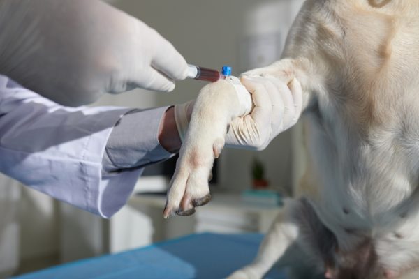 My Pet’s Blood Work: What Does It Mean, and Why Is It Important? - Twin ...
