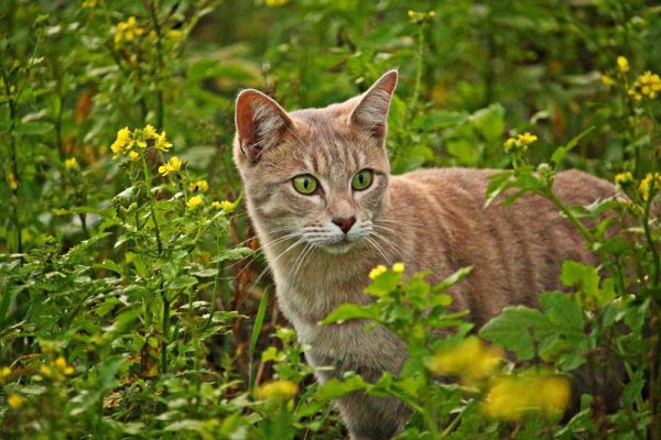 Merial PureVax Feline Rabies – Update - Twin Maples Veterinary Hospital