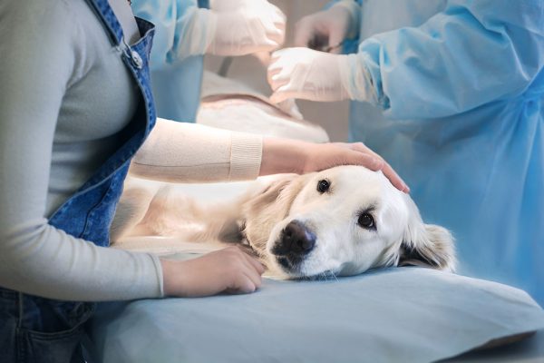 The Pet Surgery Playbook: What to Expect and How to Prepare - Twin ...