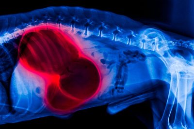 Bloat in Dogs: Recognizing the Symptoms of Gastric Dilatation-Volvulus ...
