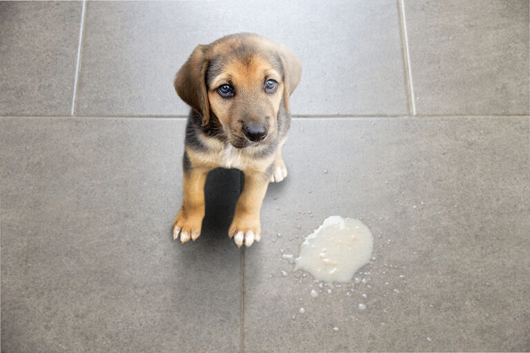 From Upset Stomach to Emergency: What Dog Vomiting Can Mean - Twin ...
