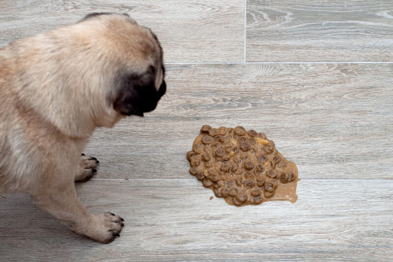 Common Causes of Vomiting in Dogs and What to Do - Twin Maples ...